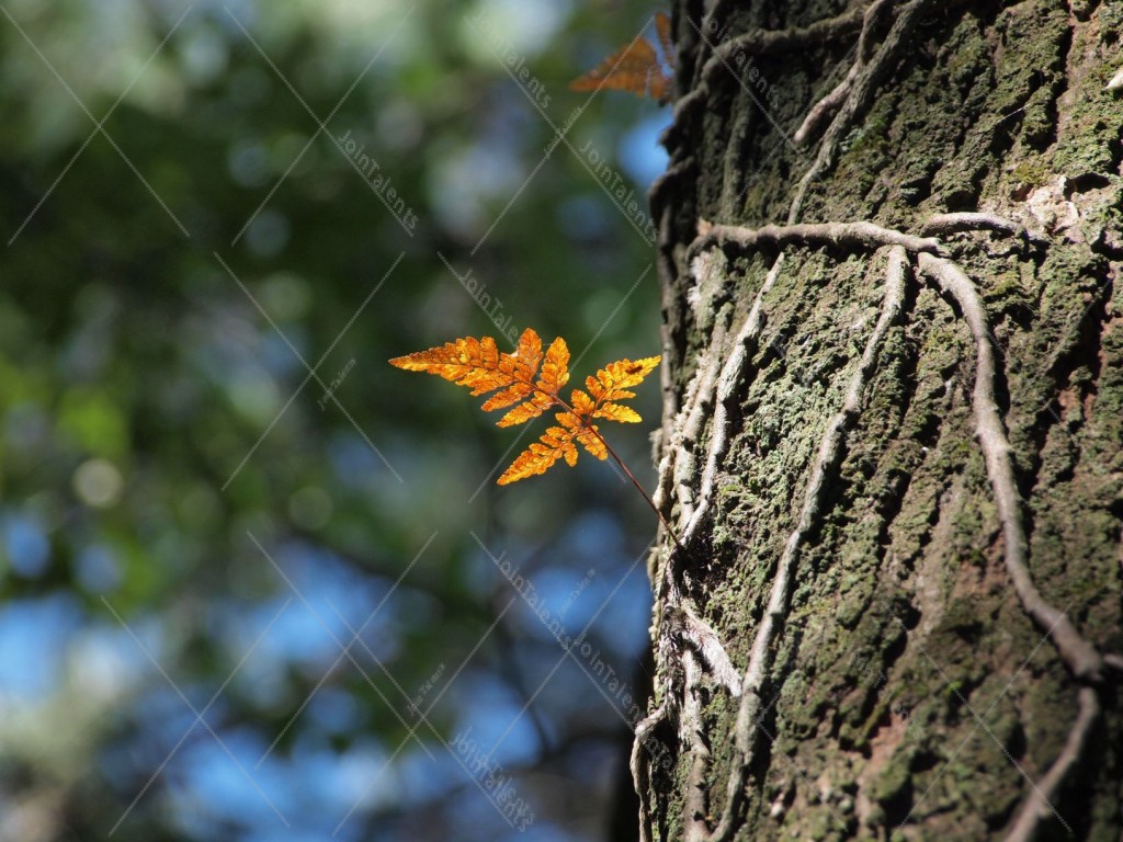 Join Talents - Leave